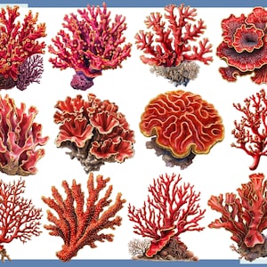 Coral: 190 PNG, 300 DPI Clipart Sea Anemone Life Marine (commercial Use ...