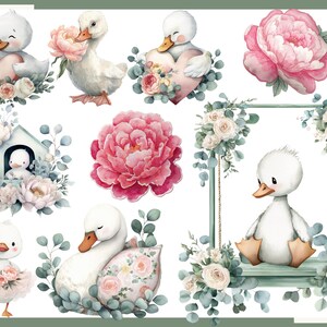 Watercolor Baby Swan Clipart | 110 PNG Images 300 DPI (blush Pink Roses ...