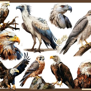 Birds of Prey Clip Art: 100 Eagle, Owl, Hawk PNG Images (digital ...