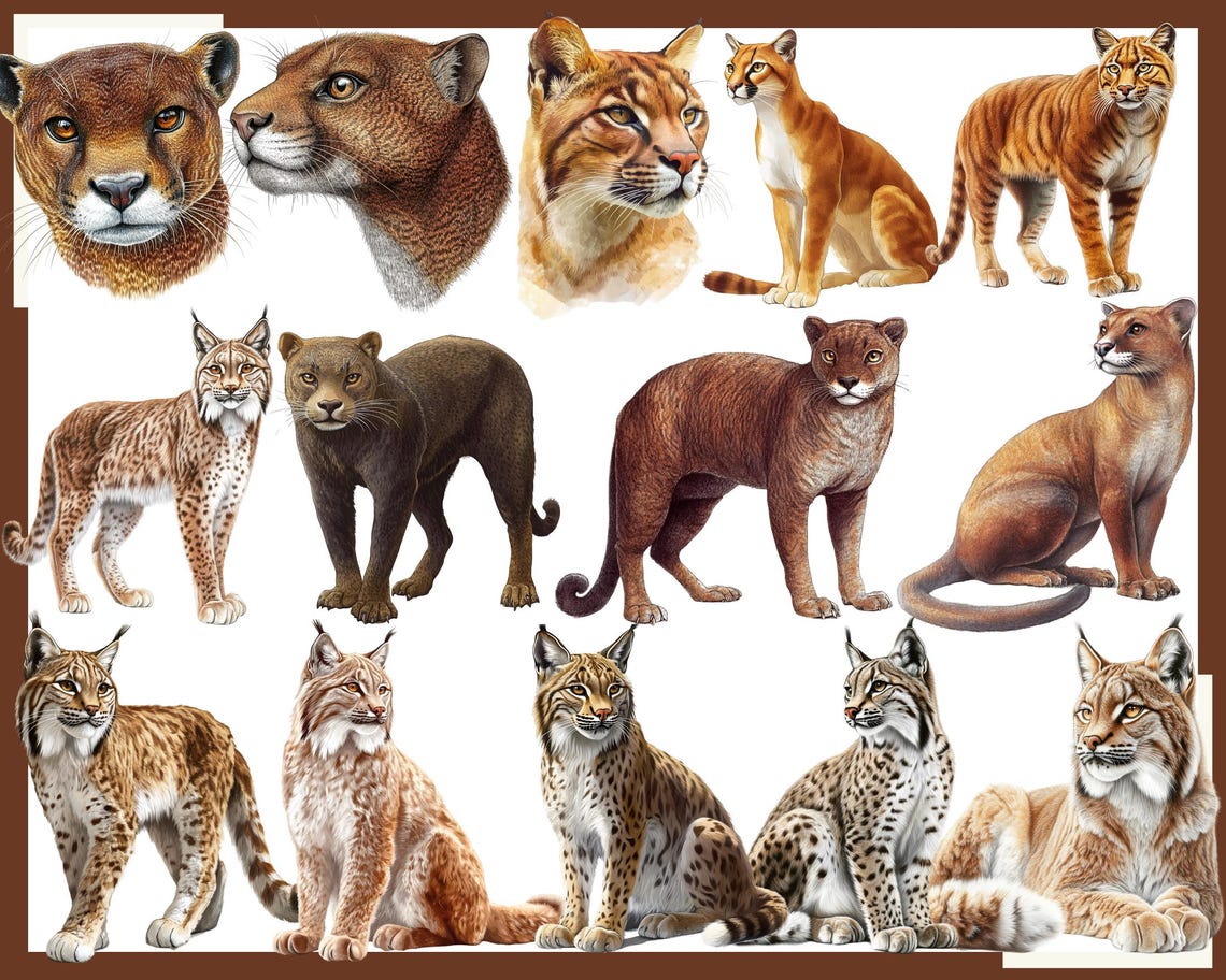 Wild Cats Clip Art: 110 PNG Images (300 Dpi) - Etsy
