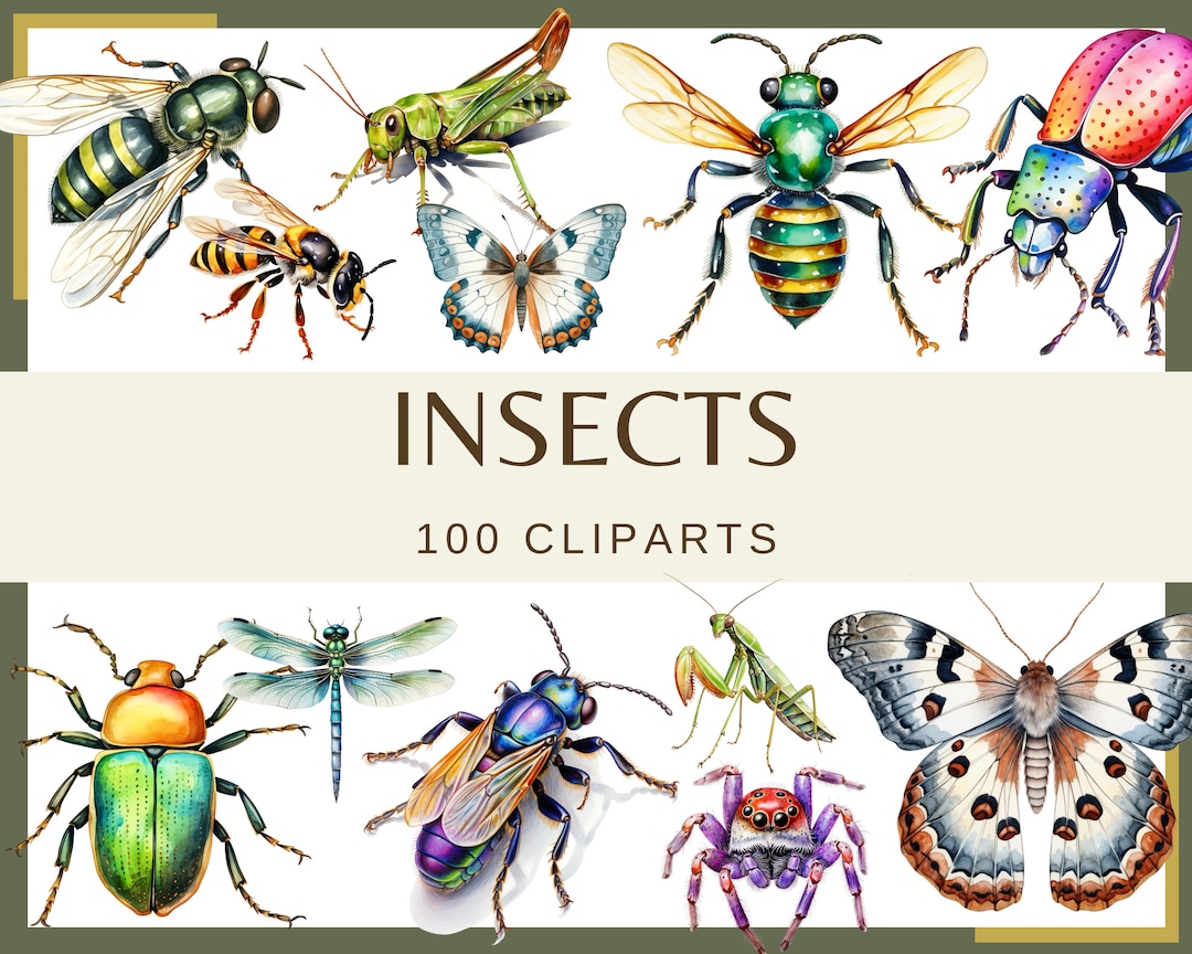 Watercolor Insect Clipart: 100 Bug Graphics (PNG) - Etsy