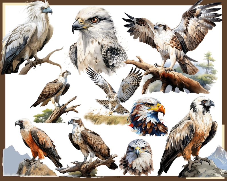 Birds of Prey Clip Art: 100 Eagle, Owl, Hawk PNG Images (digital ...