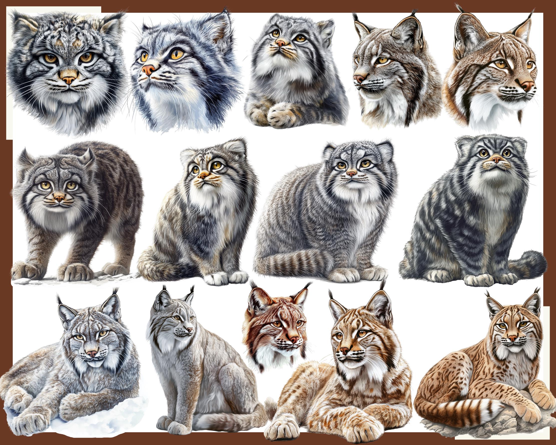 Wild Cats Clip Art: 110 PNG Images (300 Dpi) - Etsy