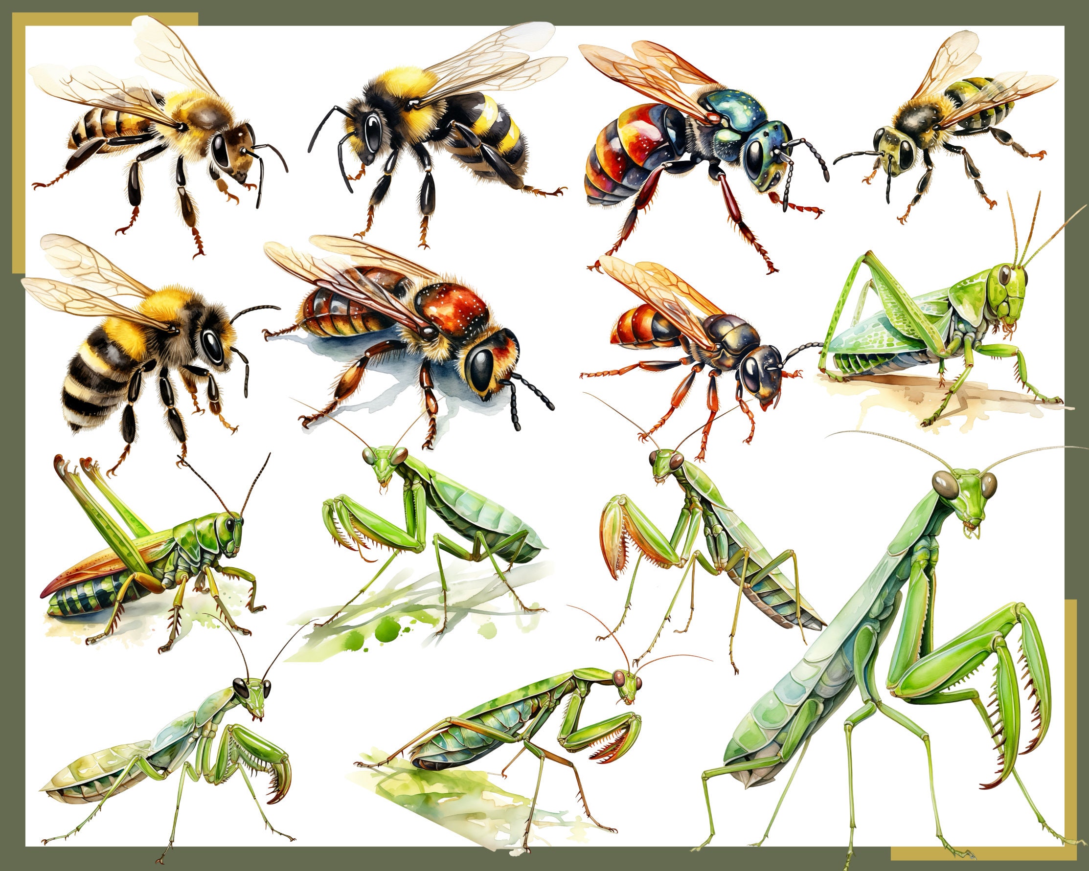 Watercolor Insect Clipart: 100 Bug Graphics (PNG) - Etsy