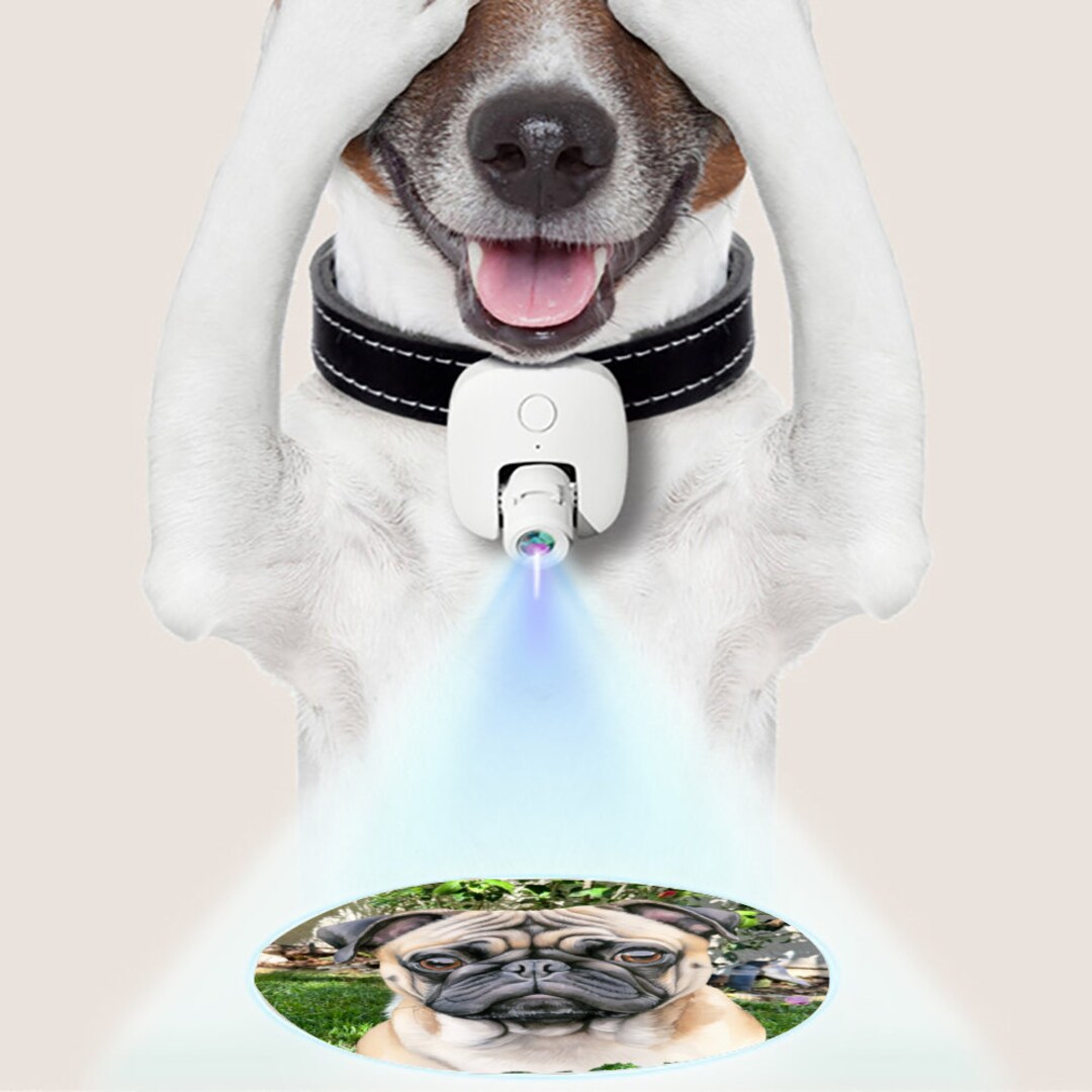 Custom Dog Lights for Night Walking Rechargeable Projection Dog Lamps ...
