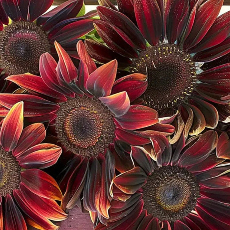 Chocolate Cherry Sunflower Seeds - Etsy