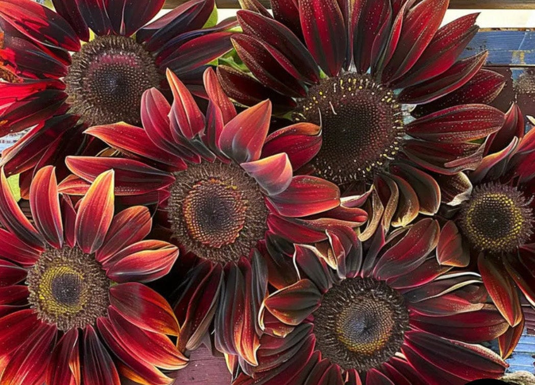 Chocolate Cherry Sunflower Seeds / Heirloom Seeds - Etsy