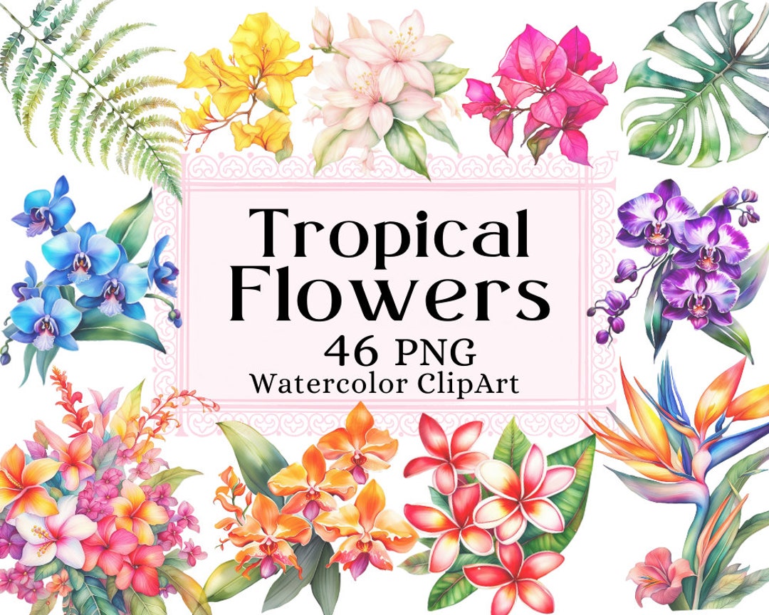 Tropical Flowers Watercolor Clipart,exotic Flower Hibiscus, Summer ...