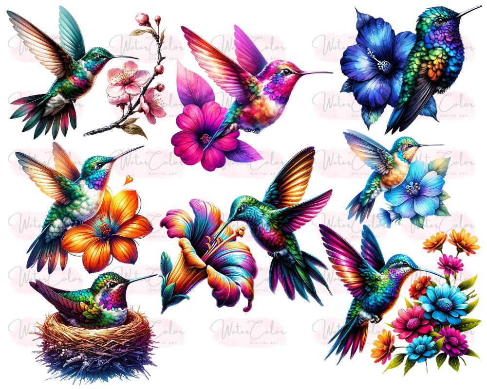 Vibrant Watercolor Hummingbird Clipart Bundle, 23 Colorful Bird Pngs ...