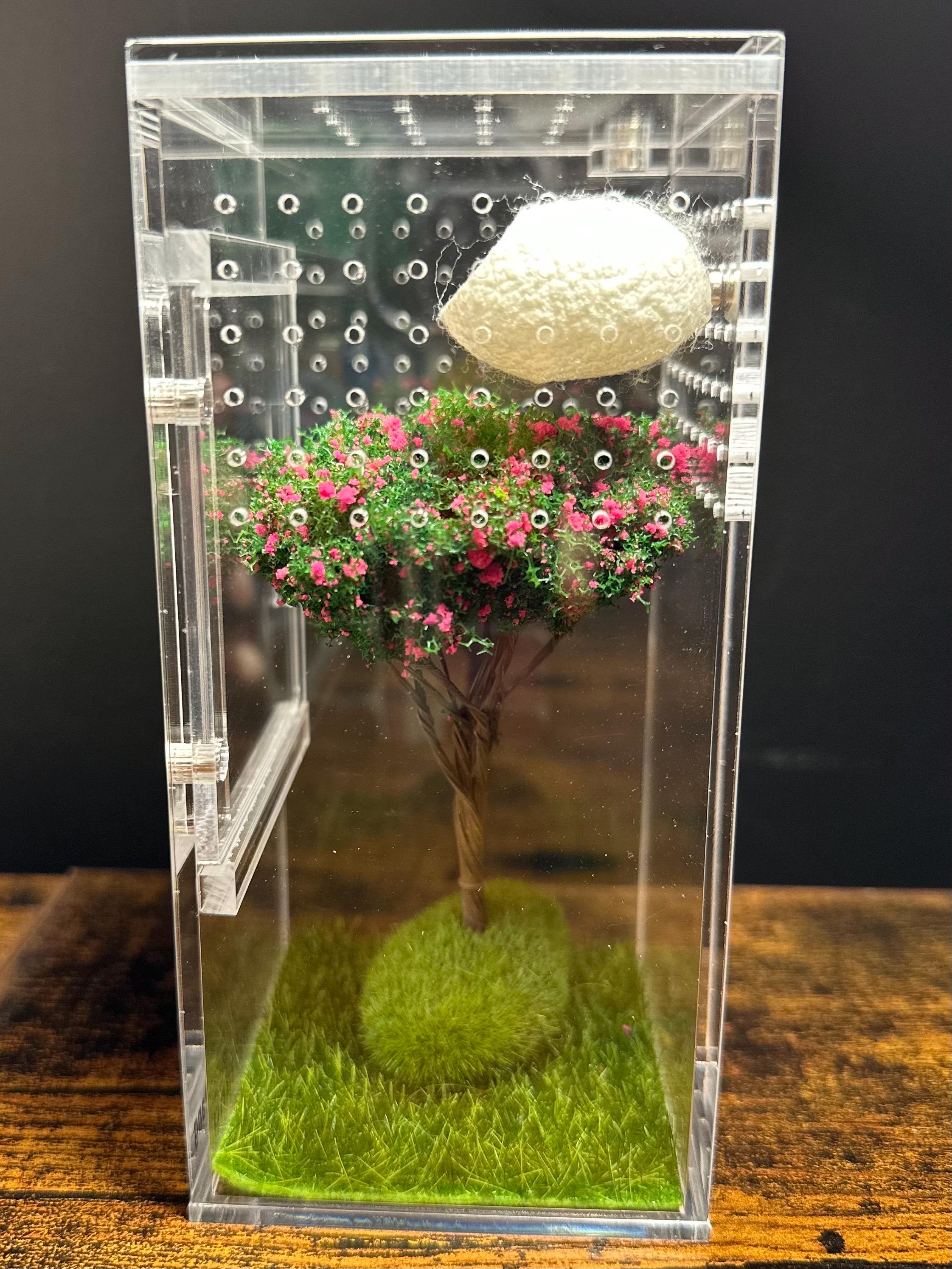 Jumping Spider Enclosure (comes With Everything Pictured) - Etsy