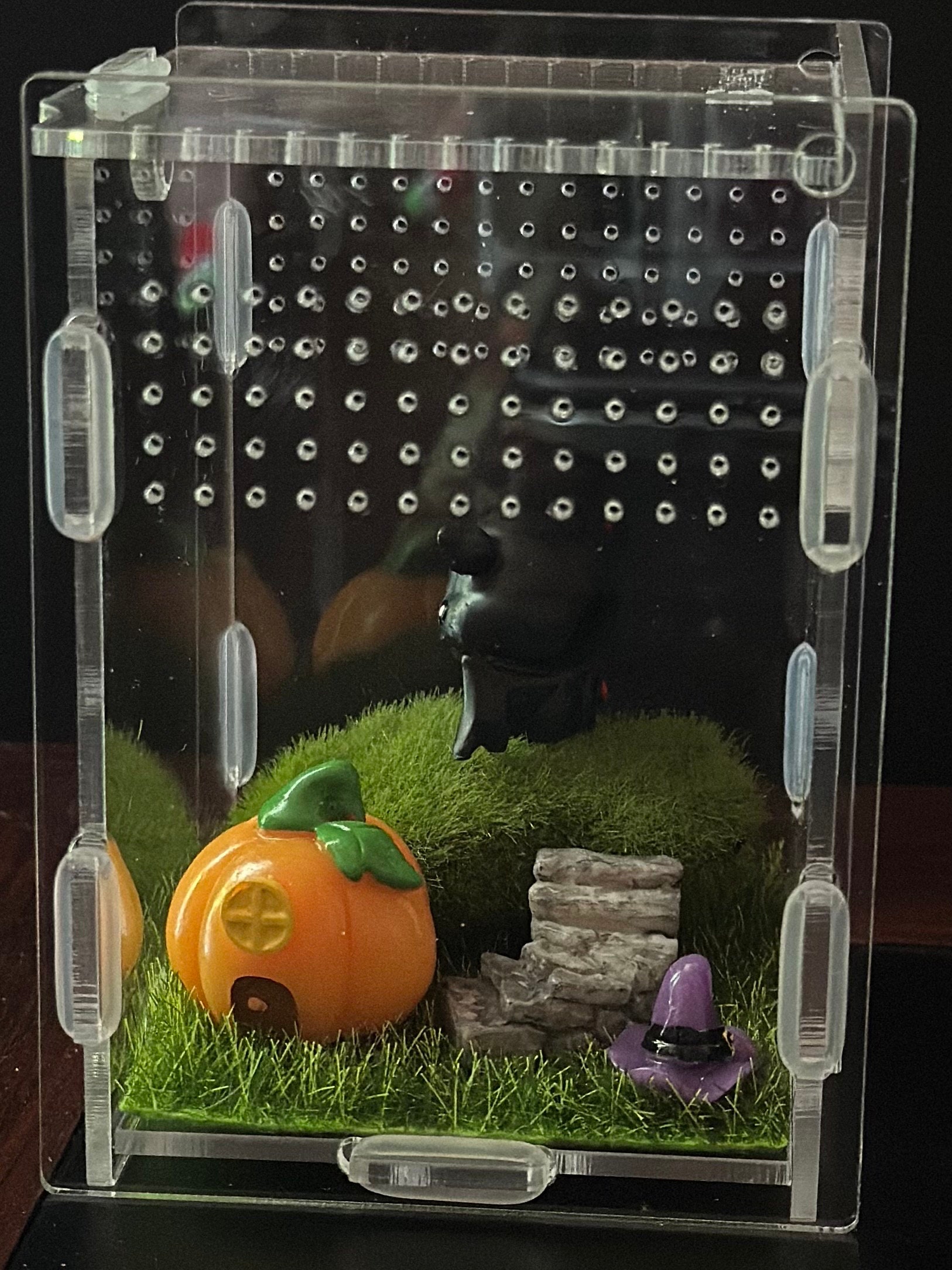 Halloween Themed Jumping Spider Enclosure comes With Everything ...