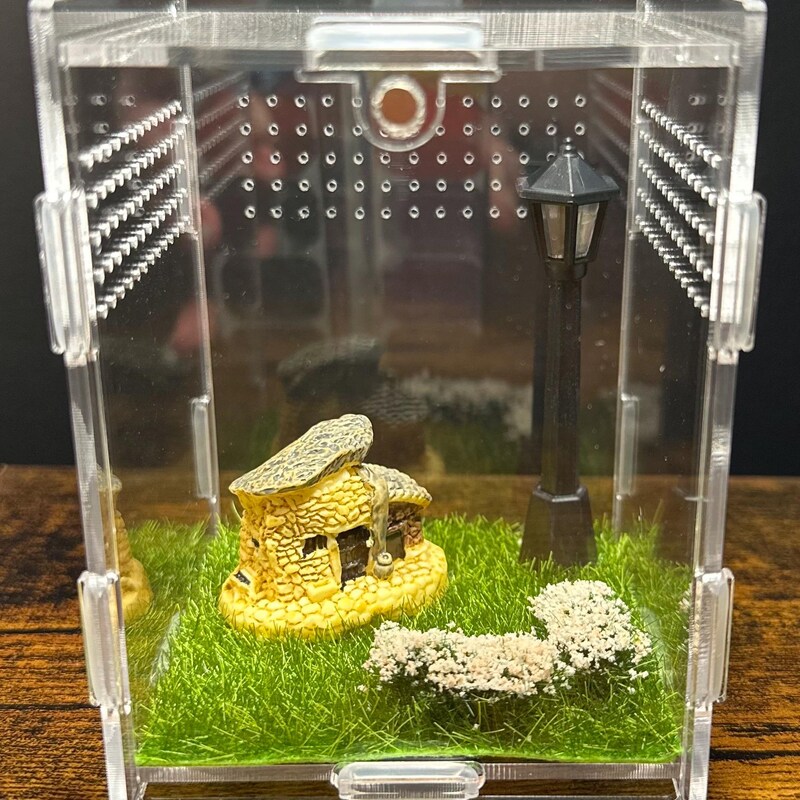 Jumping Spider Enclosure - Etsy