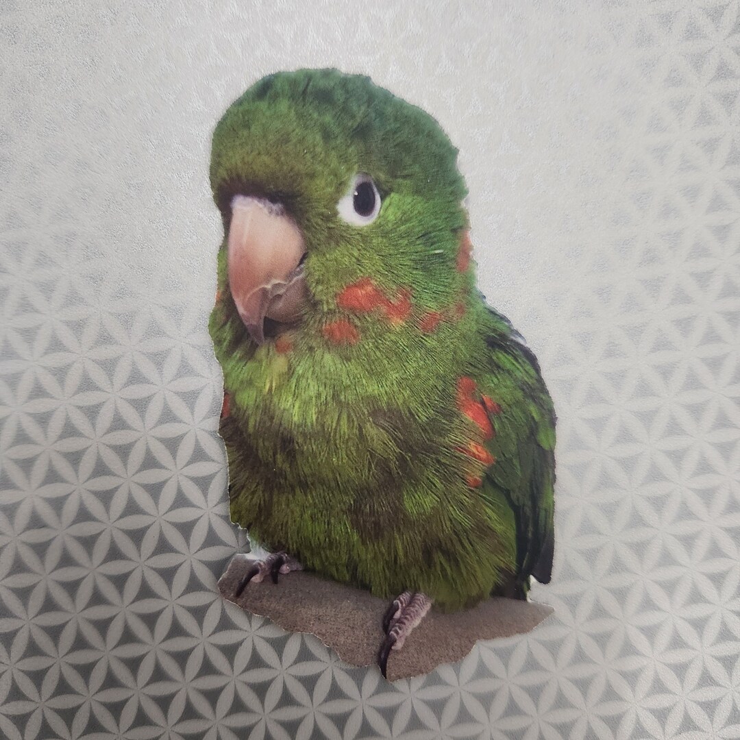 White-eyed Conure Vinyl Sticker Matte - Etsy