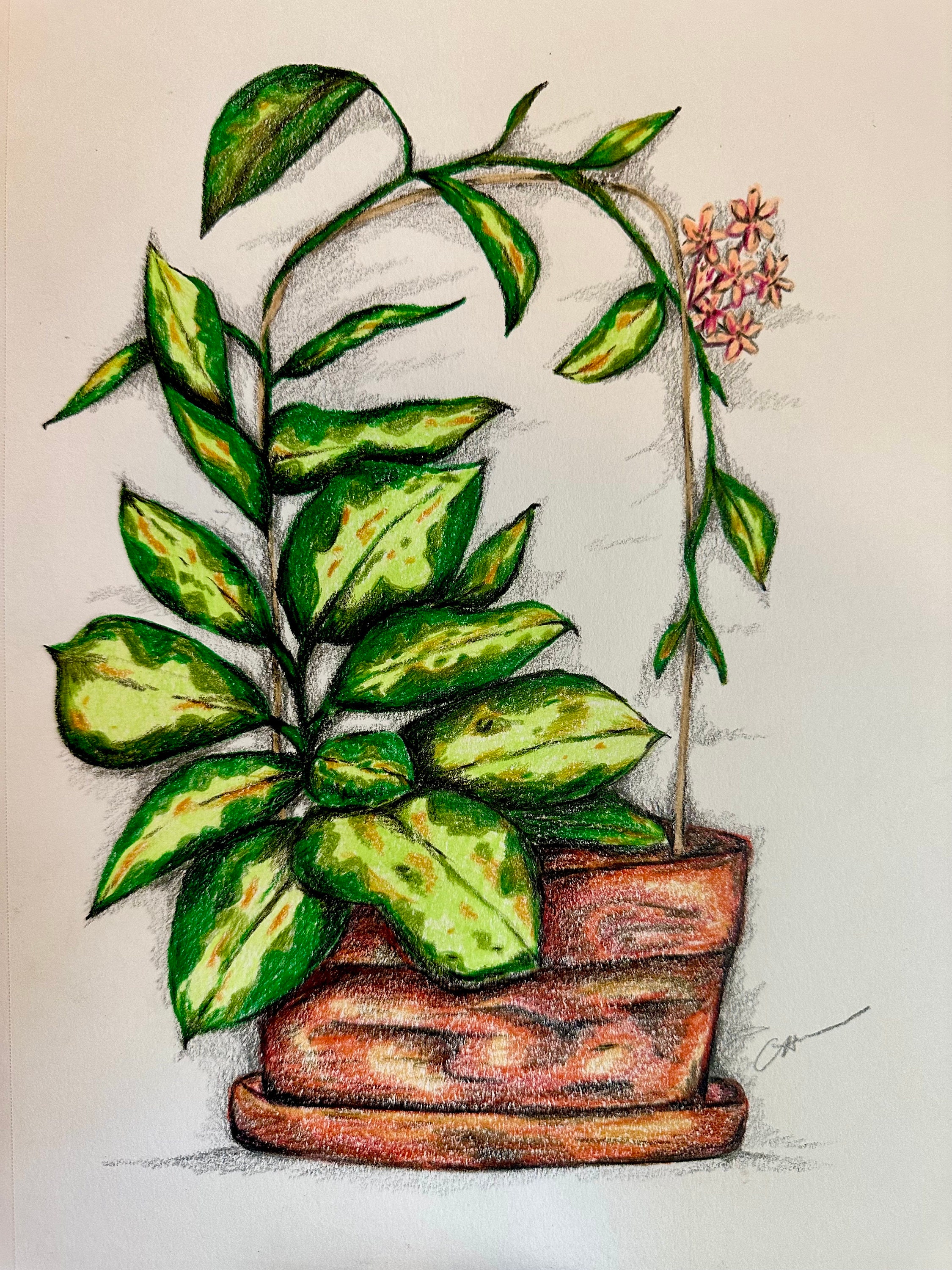 Original Hoya Australis Lisa With Bloom Pastel Pencil Art Print - Etsy