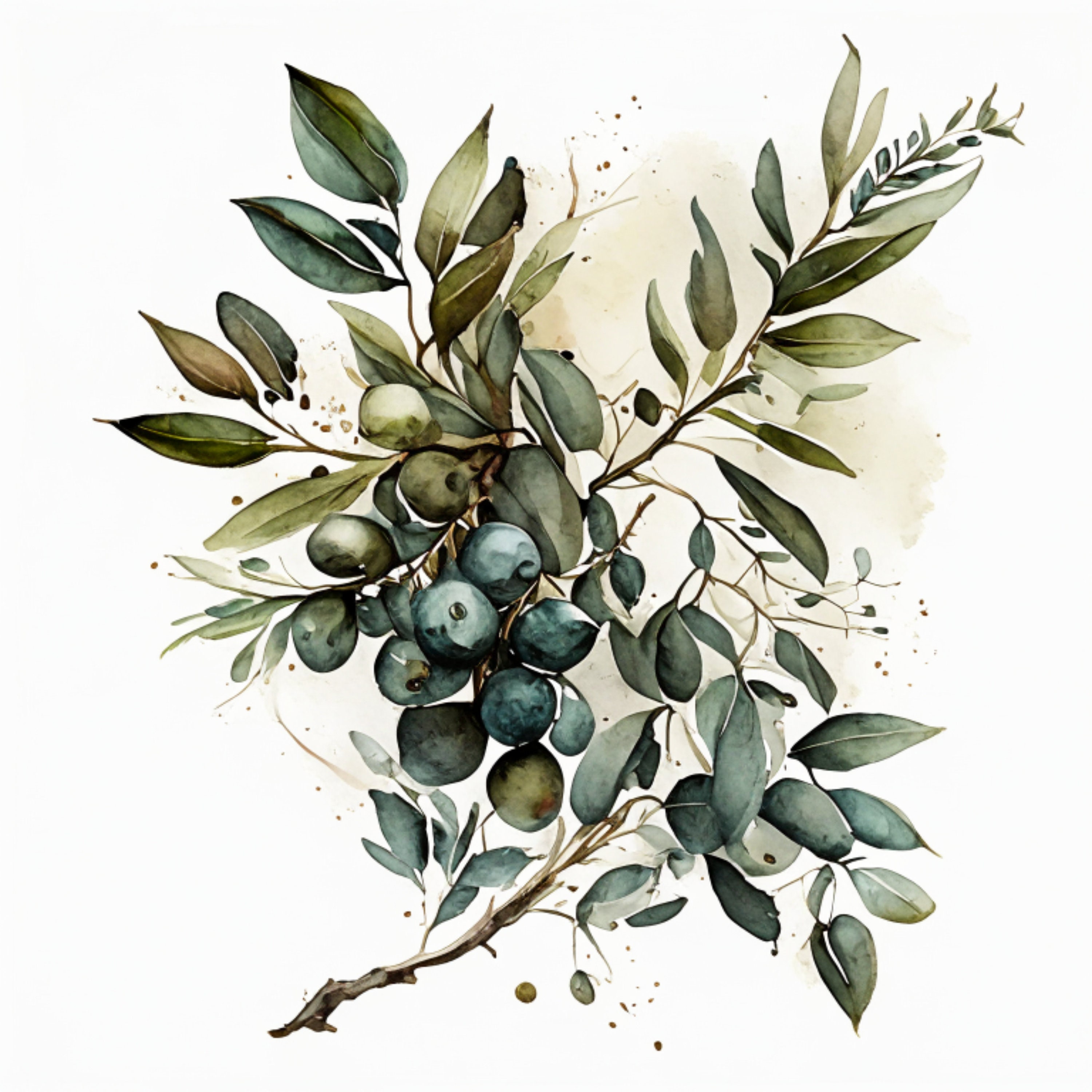 Cute Olive Branches Clipart | 300dpi | PNG Graphics | Instant Download ...