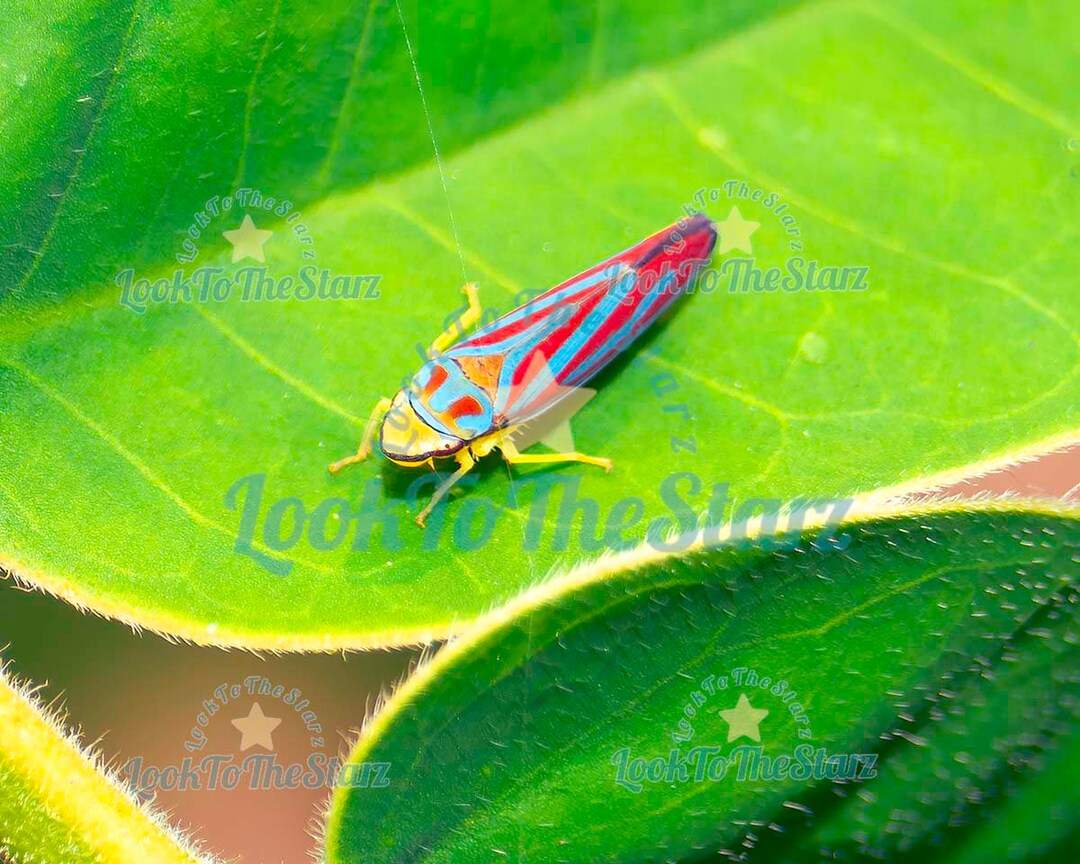 A Bug Called Toby Close-up - Etsy