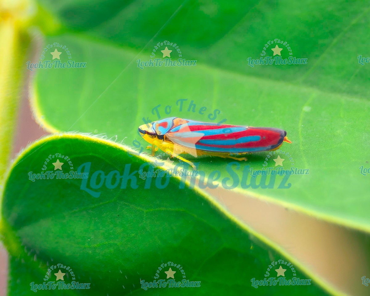 A Bug Called Toby Close-up - Etsy