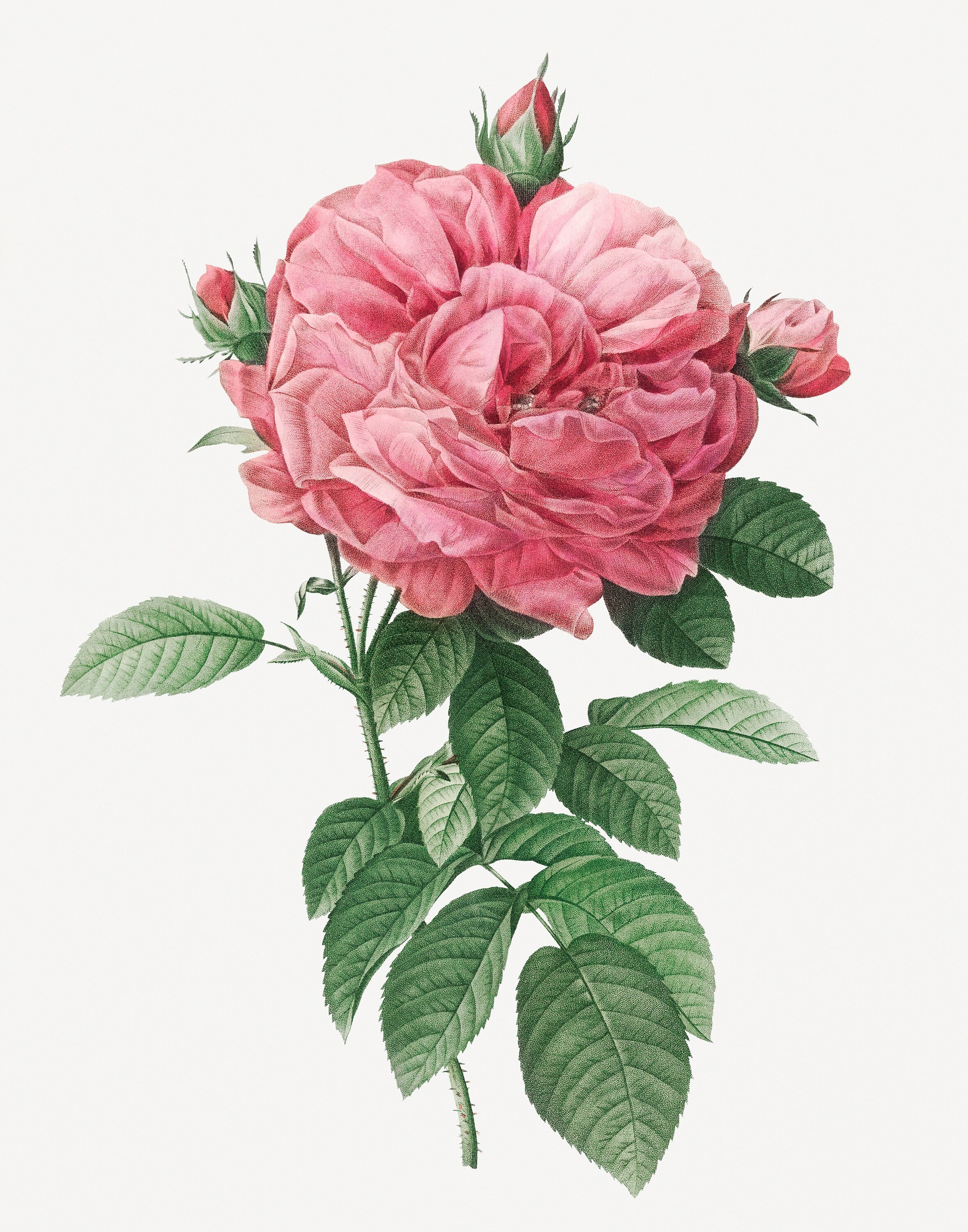 Pretty Flowers - Set of 8 Flowers Designs - Decoupage Paper - Etsy