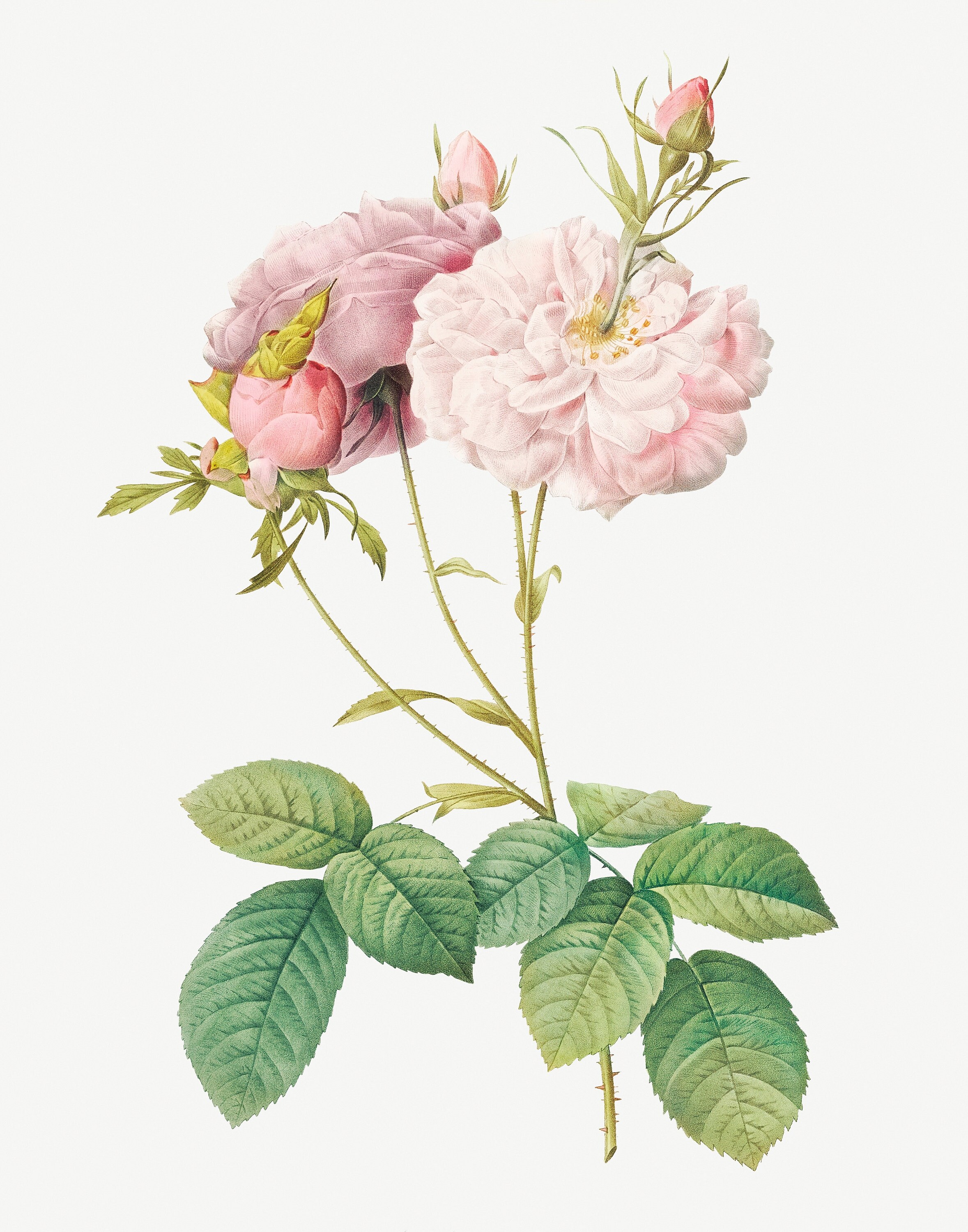 Pretty Flowers - Set of 8 Flowers Designs - Decoupage Paper - Etsy