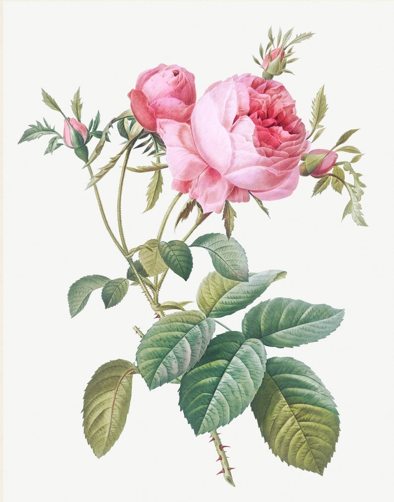 Pretty Flowers - Set of 8 Flowers Designs - Decoupage Paper - Etsy