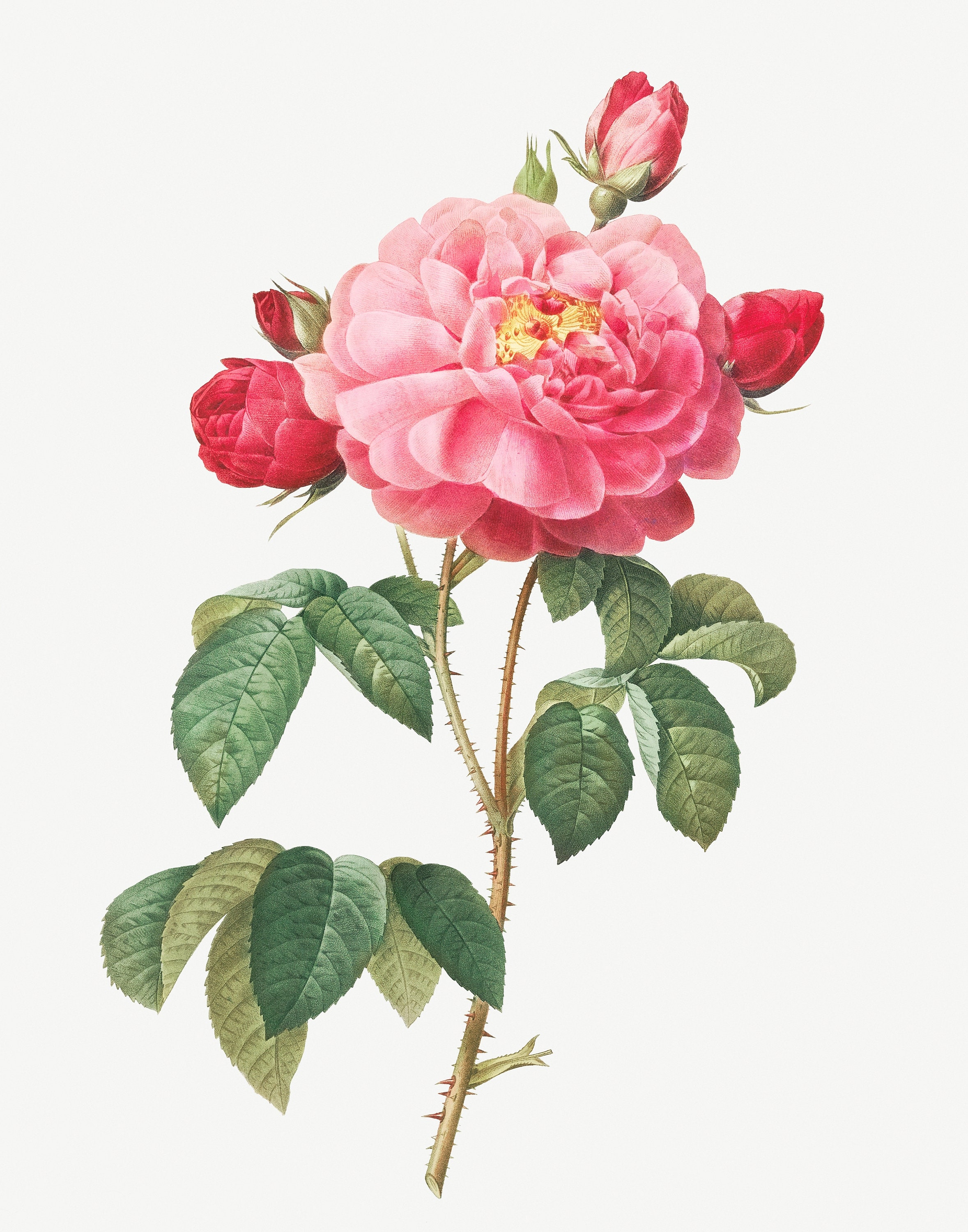 Pretty Flowers - Set of 8 Flowers Designs - Decoupage Paper - Etsy