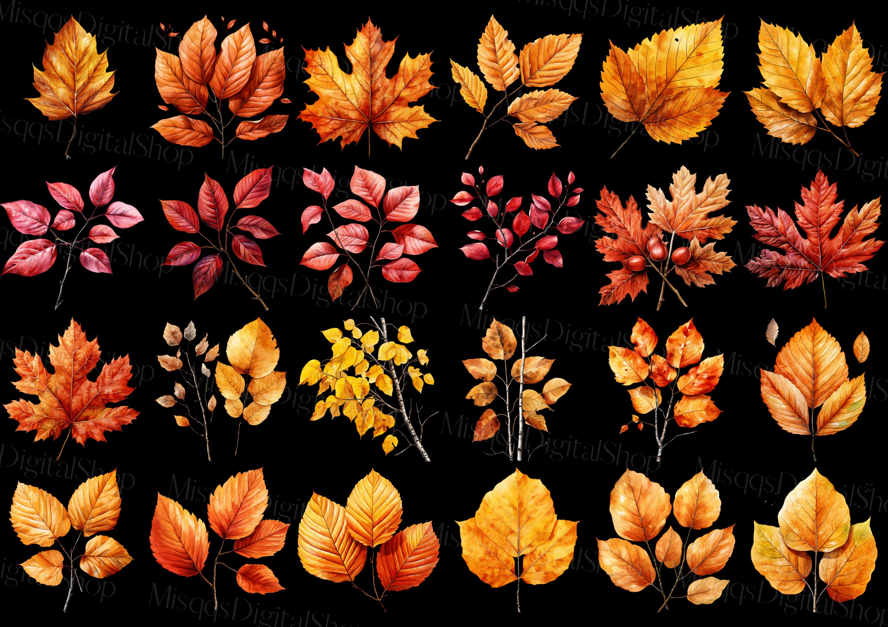 Watercolor Autumn Leaves Clipart Png Autumn Foliage Autumn Decor ...