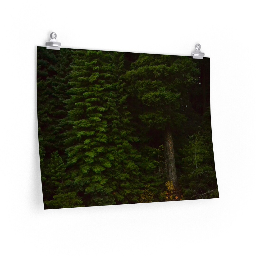 Forest Texture Premium Matte Posters Forest Print Nature Photography ...