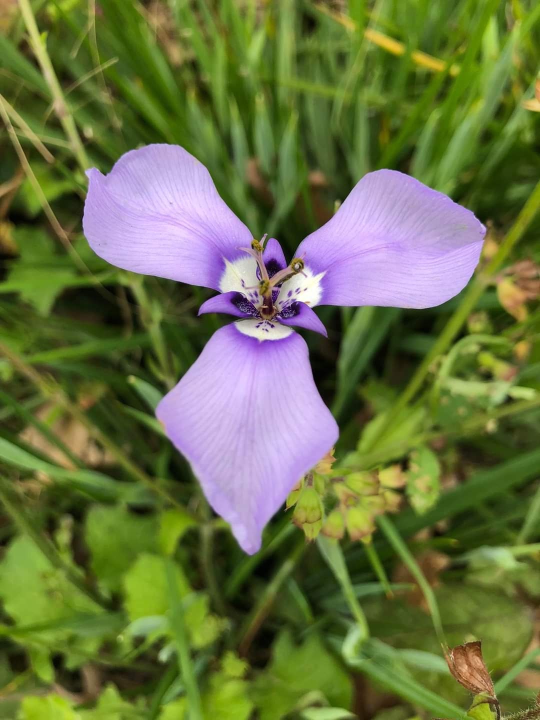 Prairie Nymph (herbertia Lahue) Seeds - Native Wildflower - Texas ...