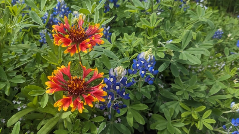 Prairie Firewheel (gaillardia Aestivalis) Seeds - Lanceleaf ...
