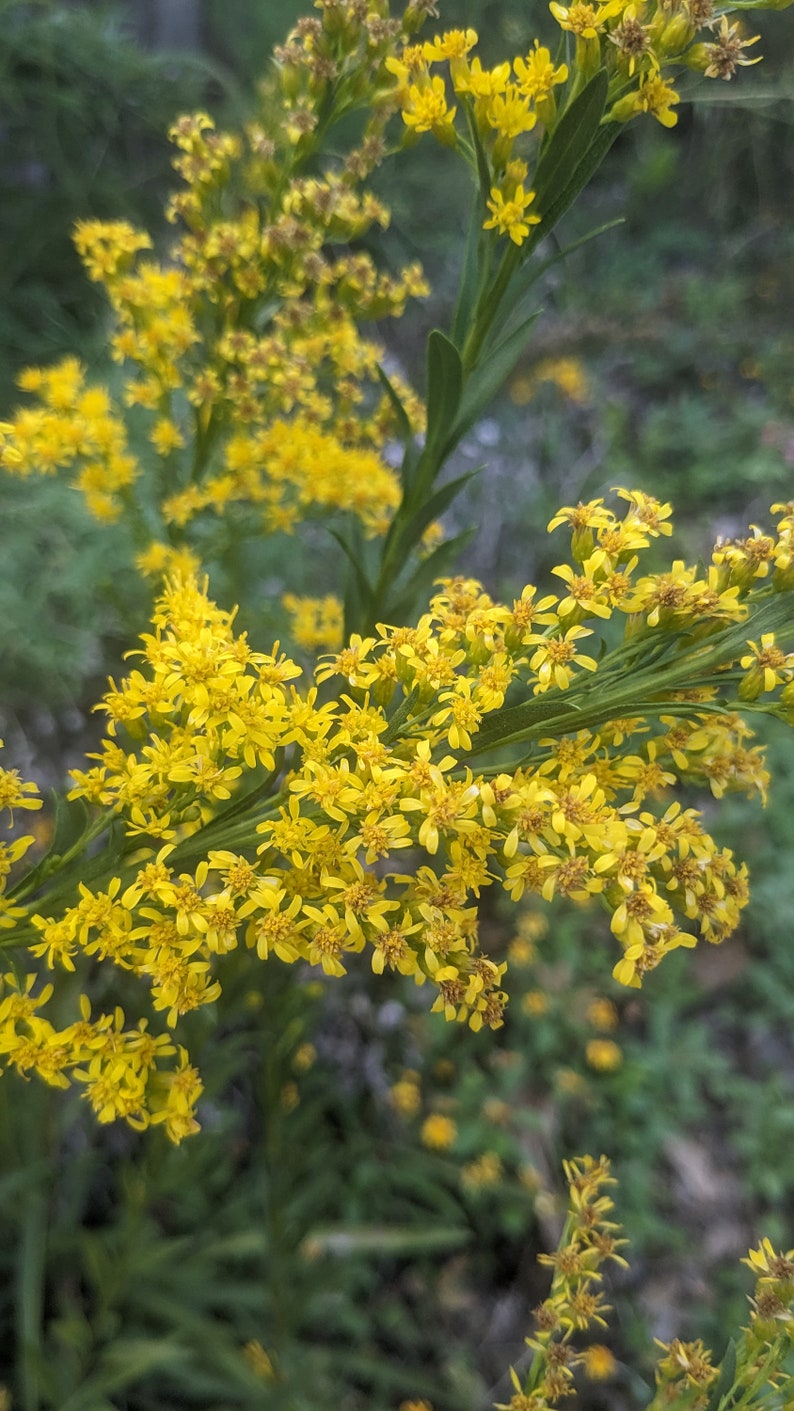 Seaside Goldenrod (solidago Sempervirens) Seeds - Native Wildflower ...