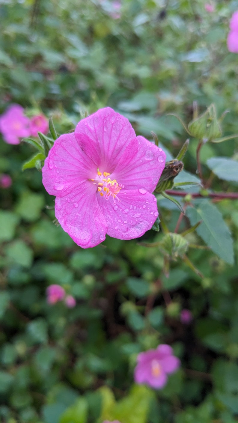 Texas Rock Rose (pavonia Lasiopetala) Seeds - Native Wildflower - Texas ...