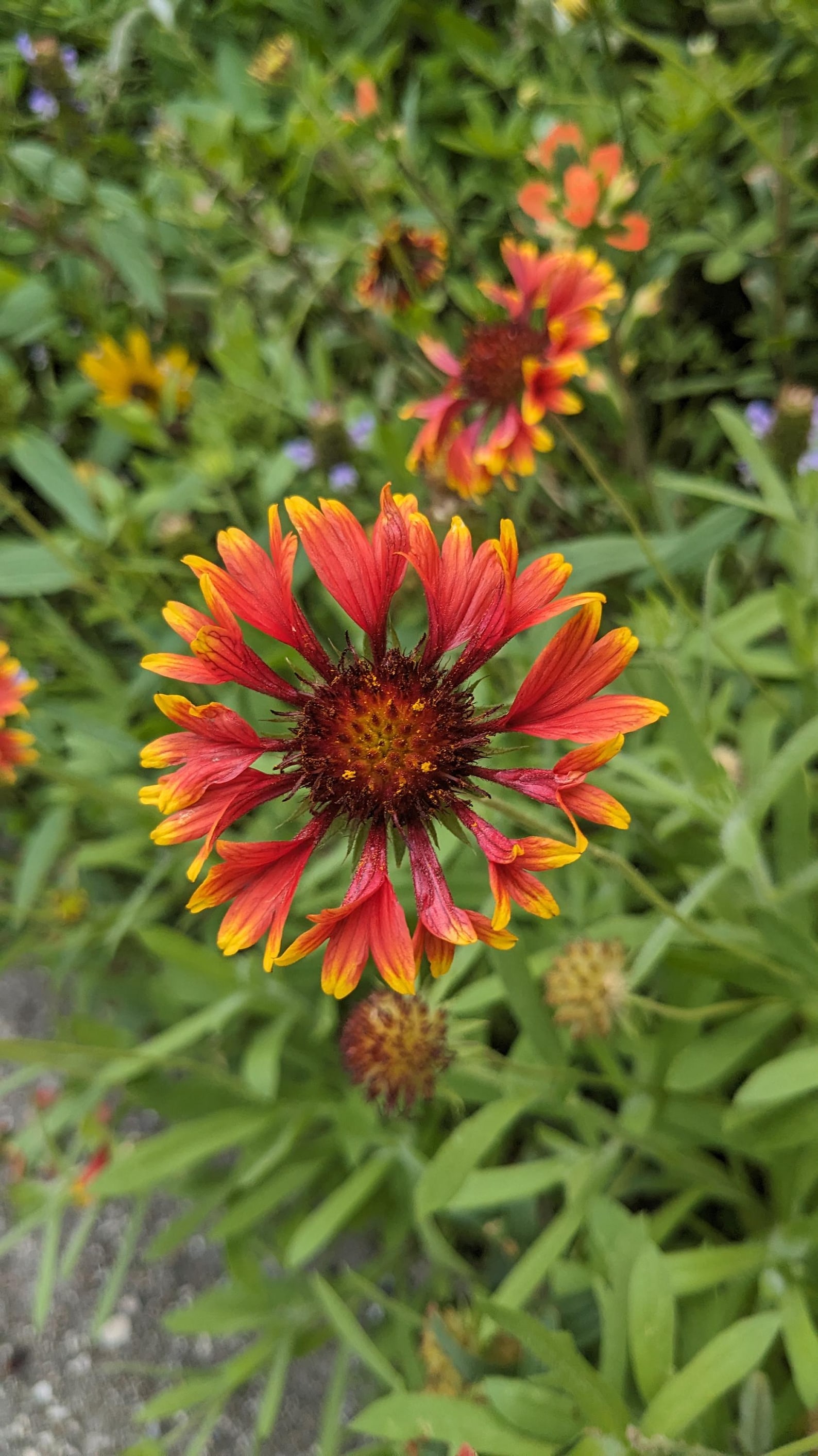 Prairie Firewheel (gaillardia Aestivalis) Seeds - Lanceleaf ...