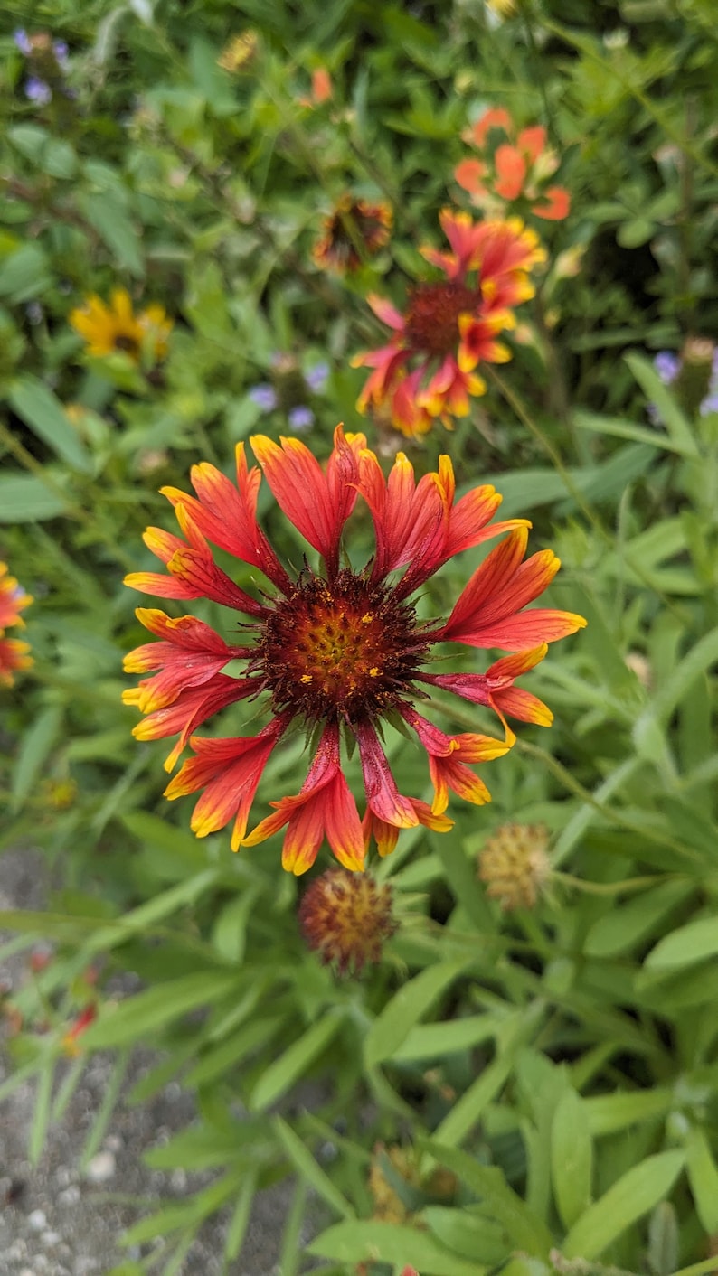 Prairie Firewheel (gaillardia Aestivalis) Seeds - Lanceleaf ...