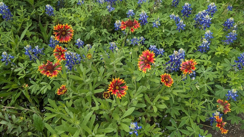 Prairie Firewheel (gaillardia Aestivalis) Seeds - Lanceleaf ...