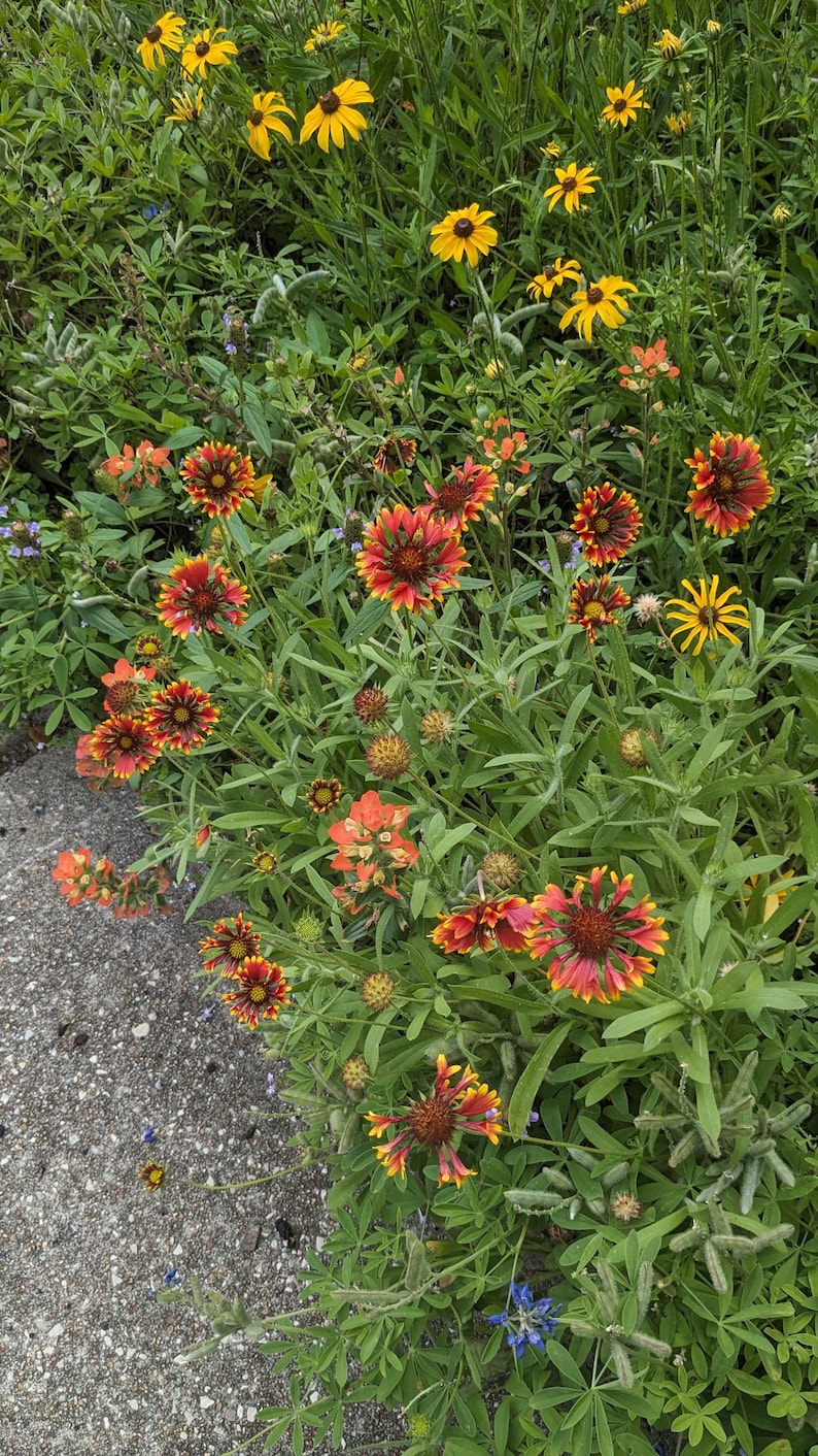 Prairie Firewheel (gaillardia Aestivalis) Seeds - Lanceleaf ...