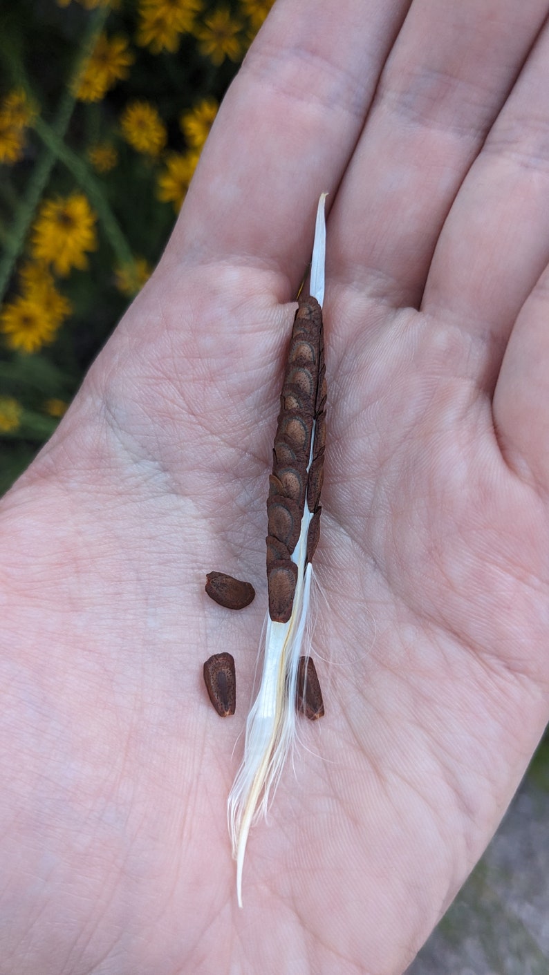 Slim Milkweed (asclepias Linearis) Seeds - Native Milkweed - Native ...