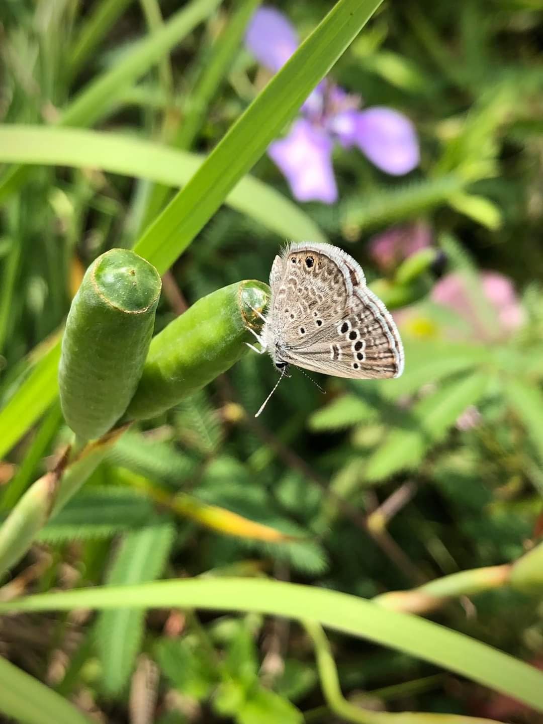 Prairie Nymph herbertia Lahue Seeds Native Wildflower Texas Wildflower ...