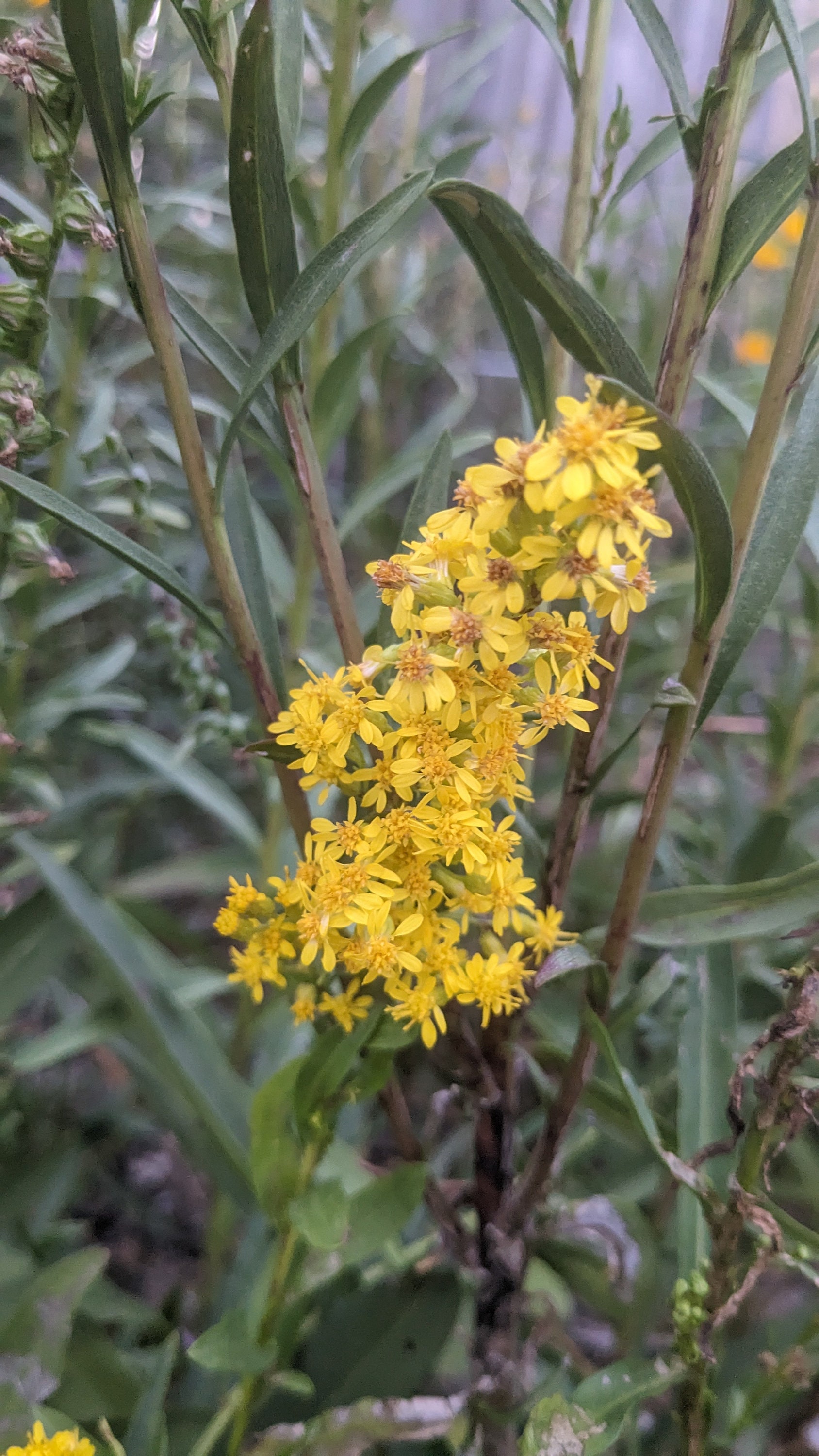 Seaside Goldenrod solidago Sempervirens Seeds Native Wildflower Texas ...