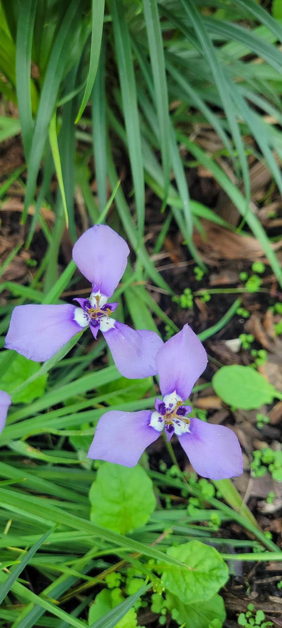Prairie Nymph herbertia Lahue Seeds Native Wildflower Texas Wildflower ...