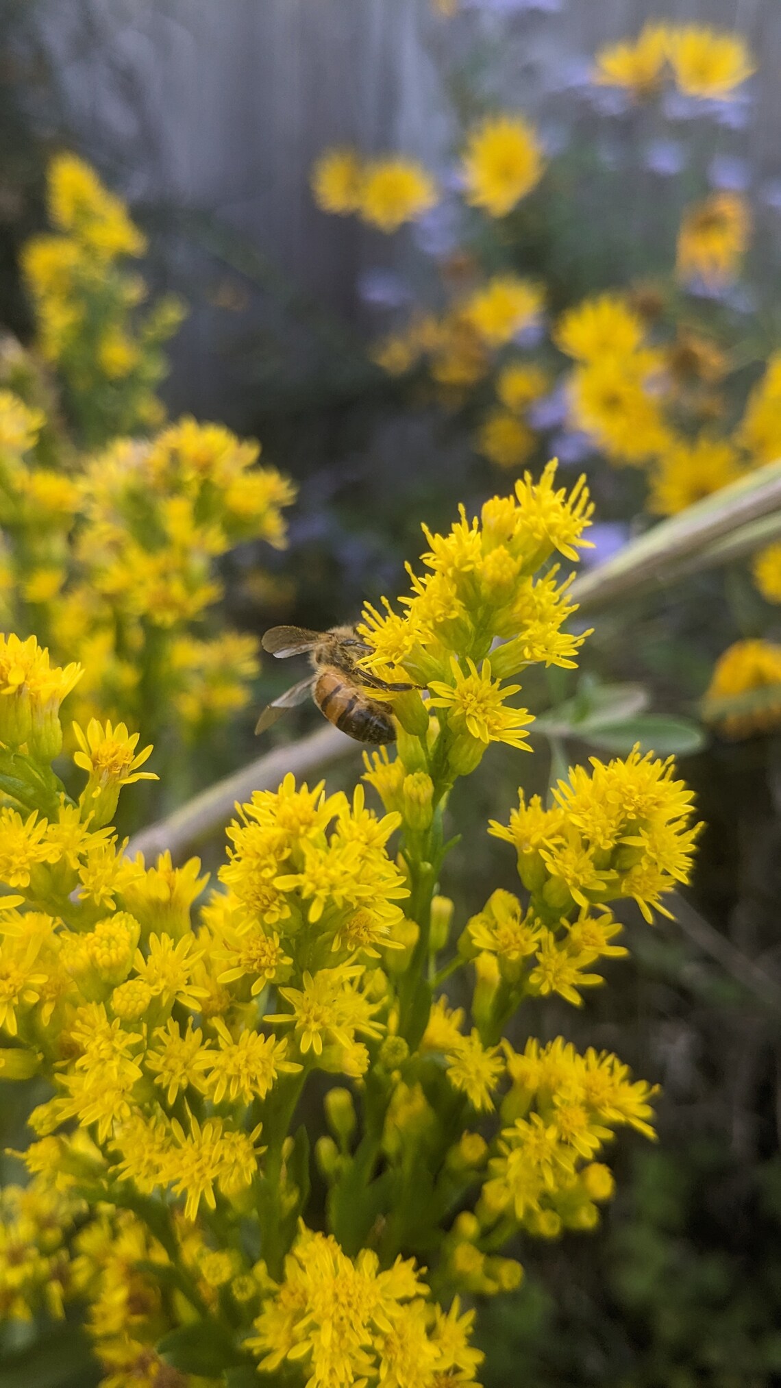 Seaside Goldenrod solidago Sempervirens Seeds Native Wildflower Texas ...