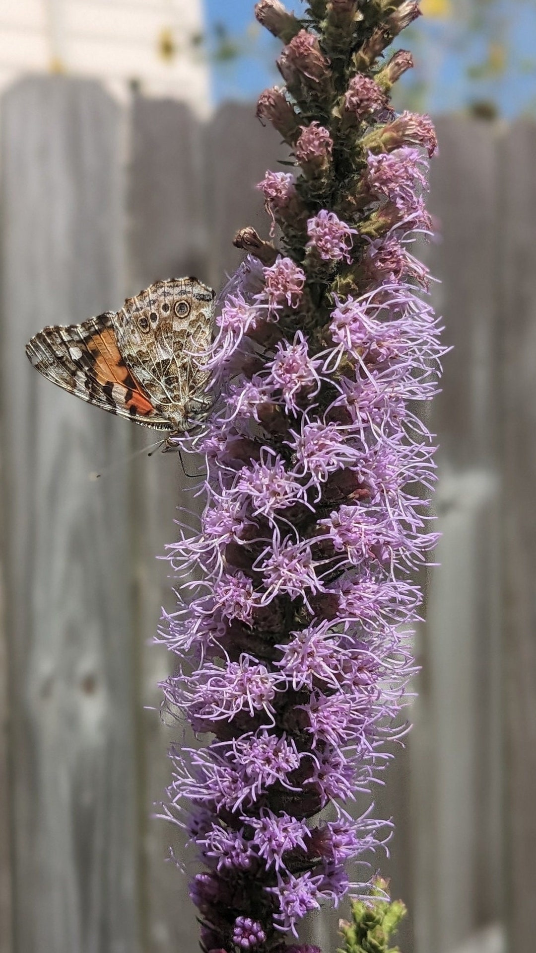 Prairie Blazing Star (liatris Pycnostachya) Seeds - Native Wildflower ...