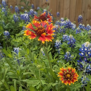 Prairie Firewheel (gaillardia Aestivalis) Seeds - Lanceleaf ...