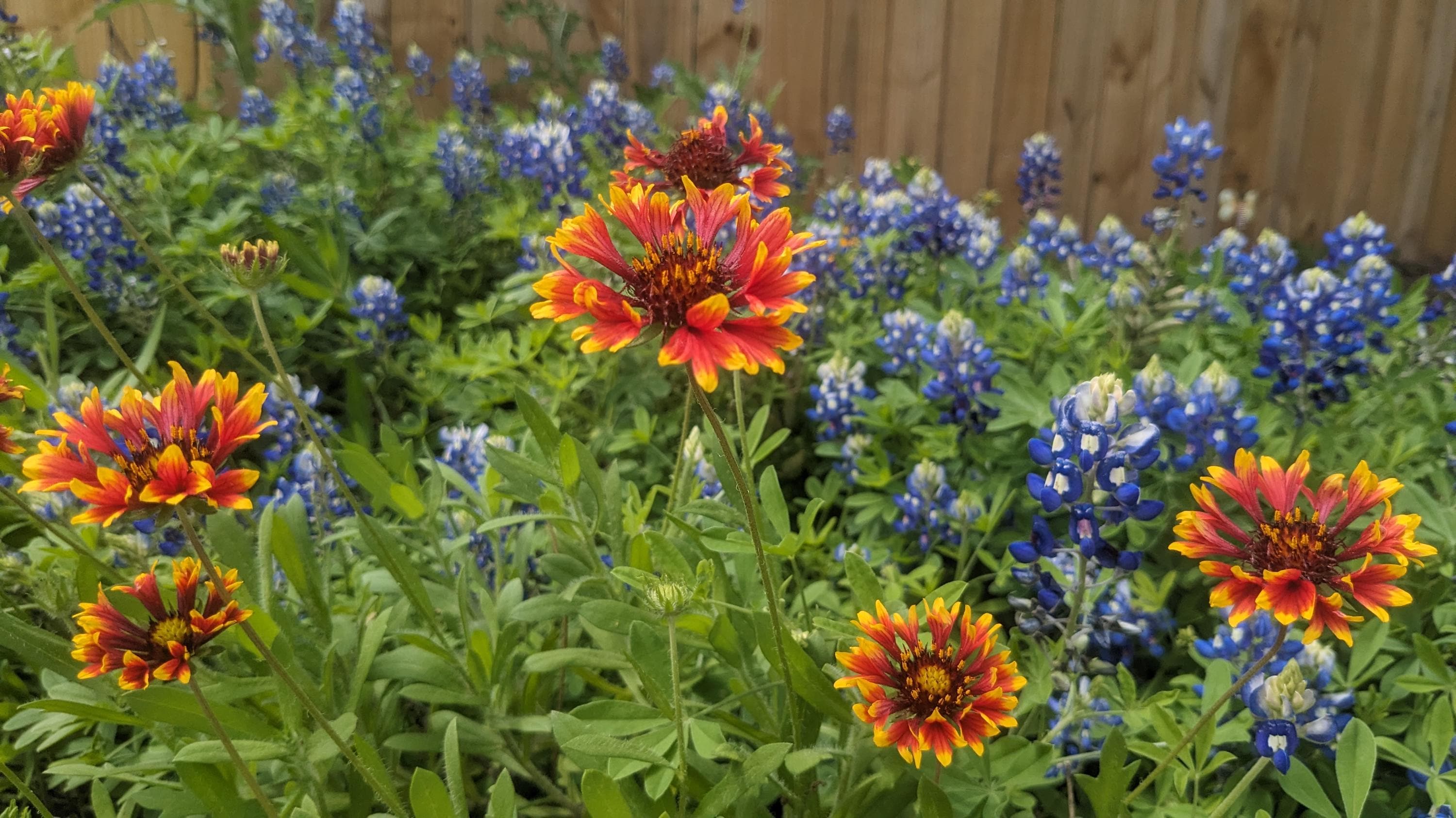 Prairie Firewheel (gaillardia Aestivalis) Seeds - Lanceleaf ...