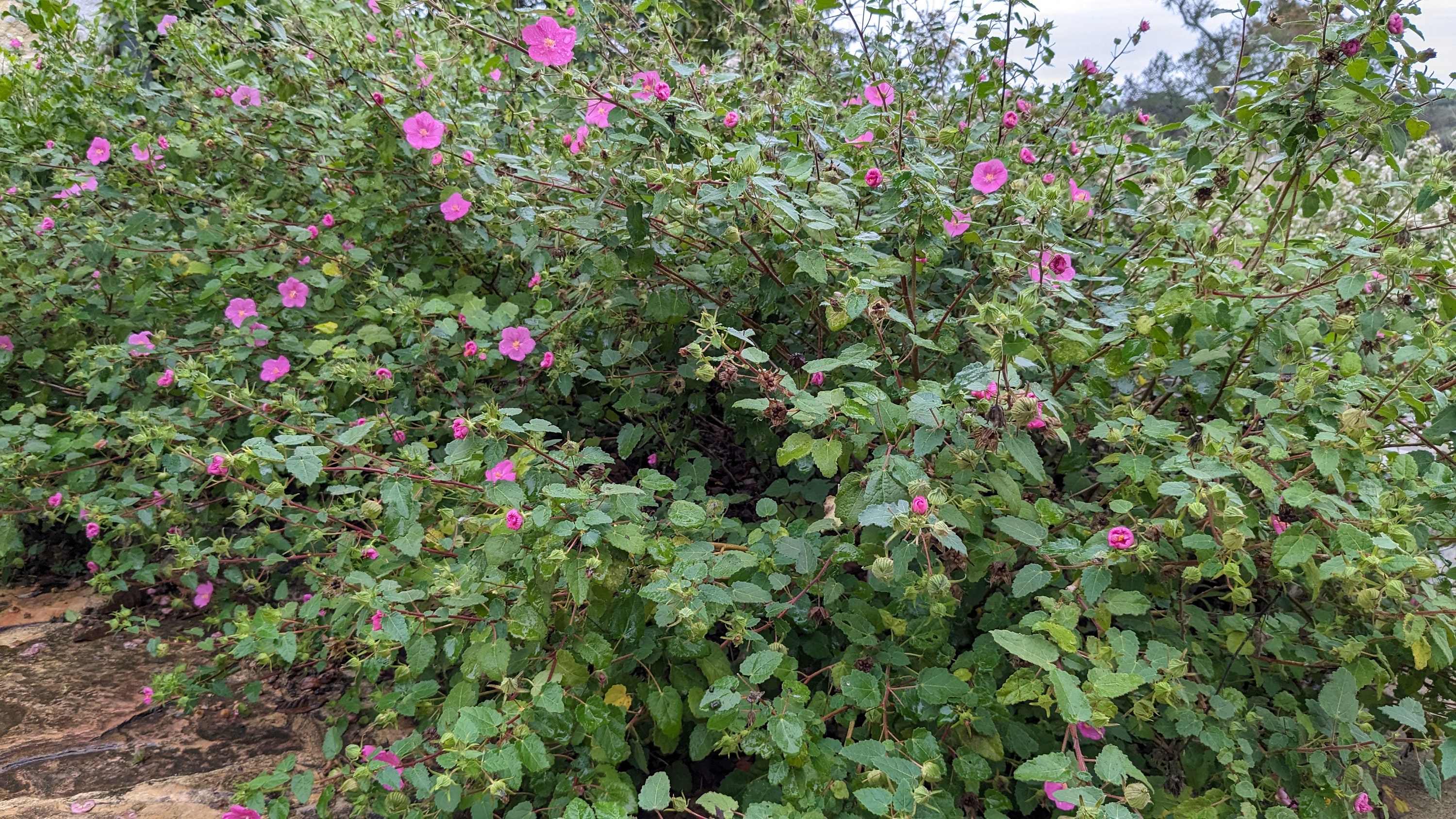 Texas Rock Rose pavonia Lasiopetala Seeds Native Wildflower Texas ...