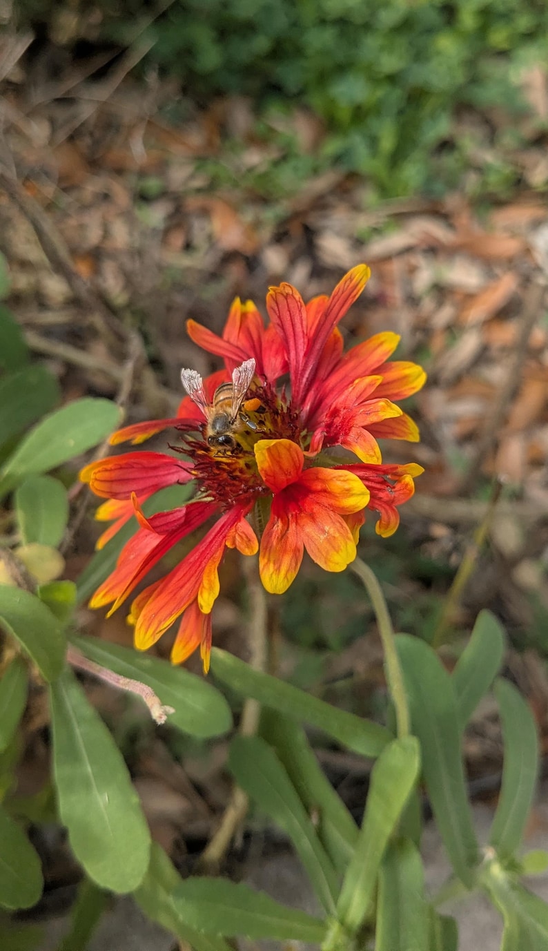 Prairie Firewheel (gaillardia Aestivalis) Seeds - Lanceleaf ...