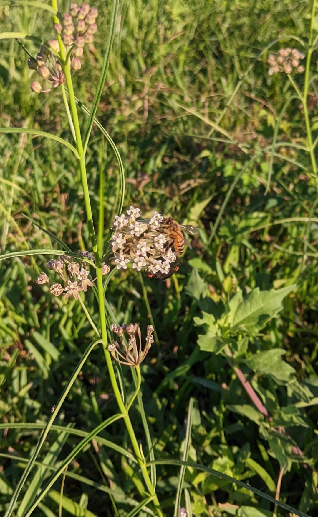 Slim Milkweed (asclepias Linearis) Seeds - Native Milkweed - Native ...