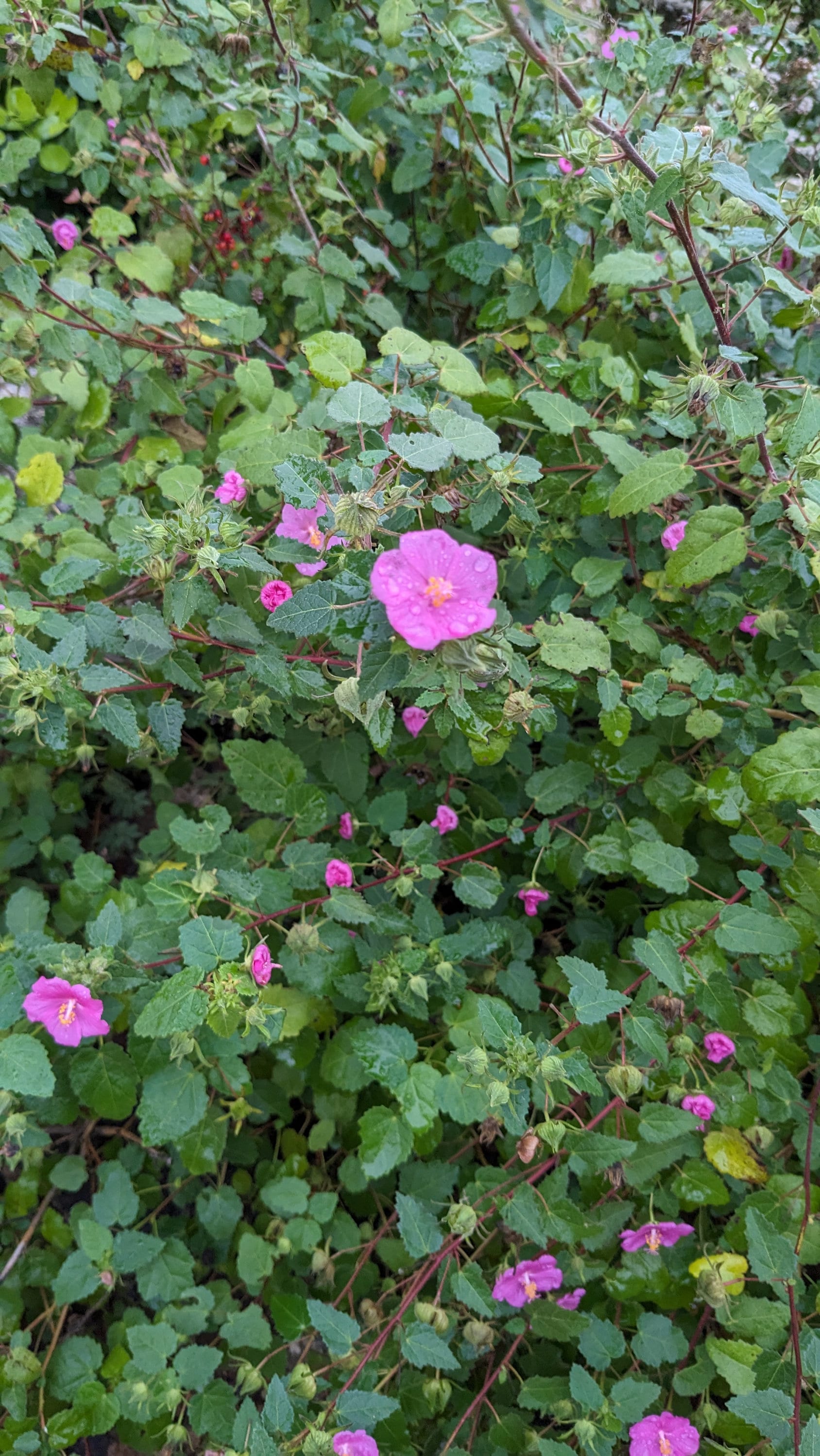 Texas Rock Rose pavonia Lasiopetala Seeds Native Wildflower Texas ...