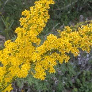 Seaside Goldenrod (solidago Sempervirens) Seeds - Native Wildflower ...