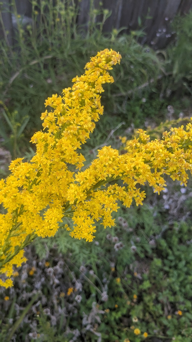 Seaside Goldenrod (solidago Sempervirens) Seeds - Native Wildflower ...