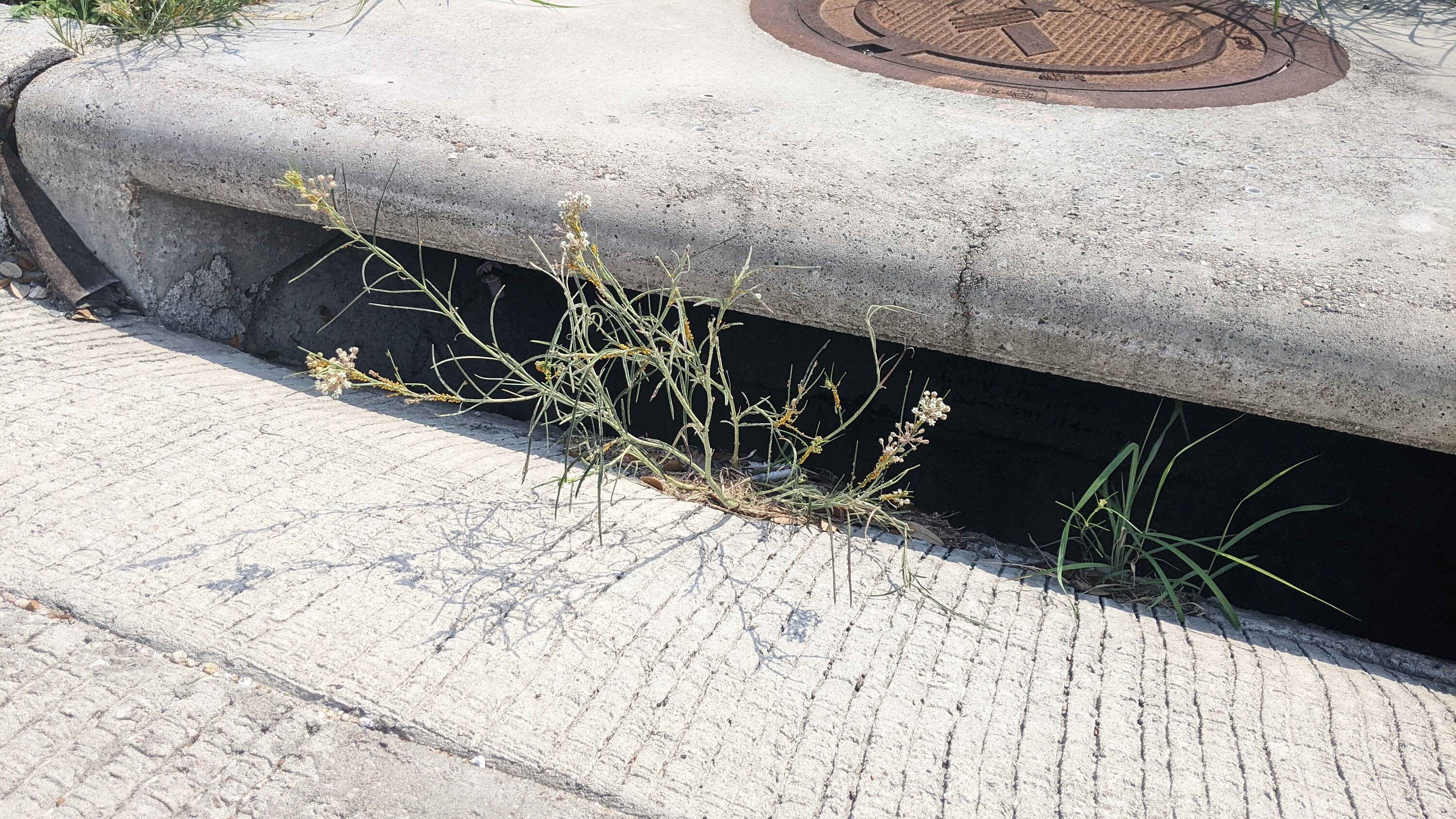 Slim Milkweed (asclepias Linearis) Seeds - Native Milkweed - Native ...